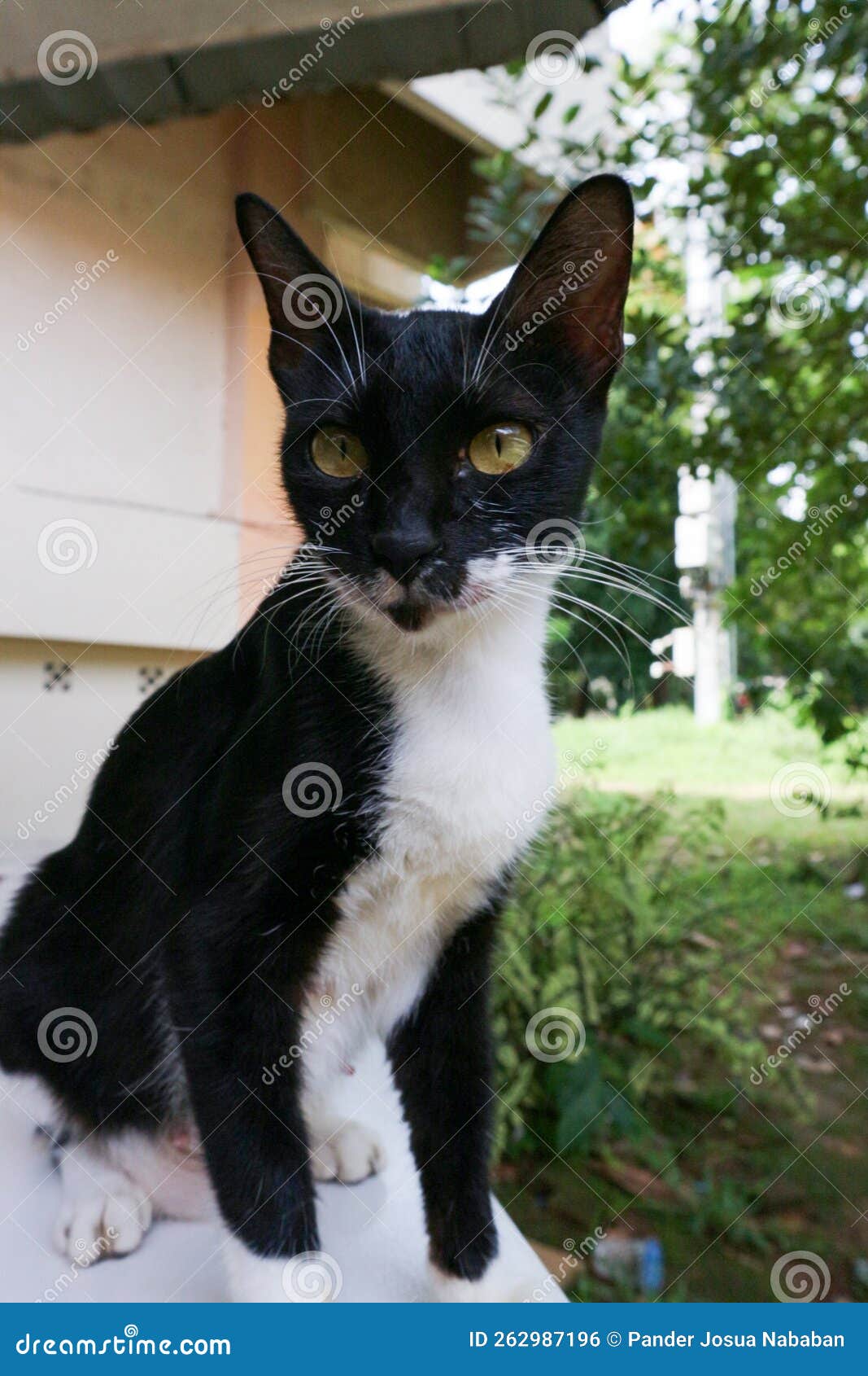 Gatos como panda foto de archivo. Imagen de gato, animal - 262987196