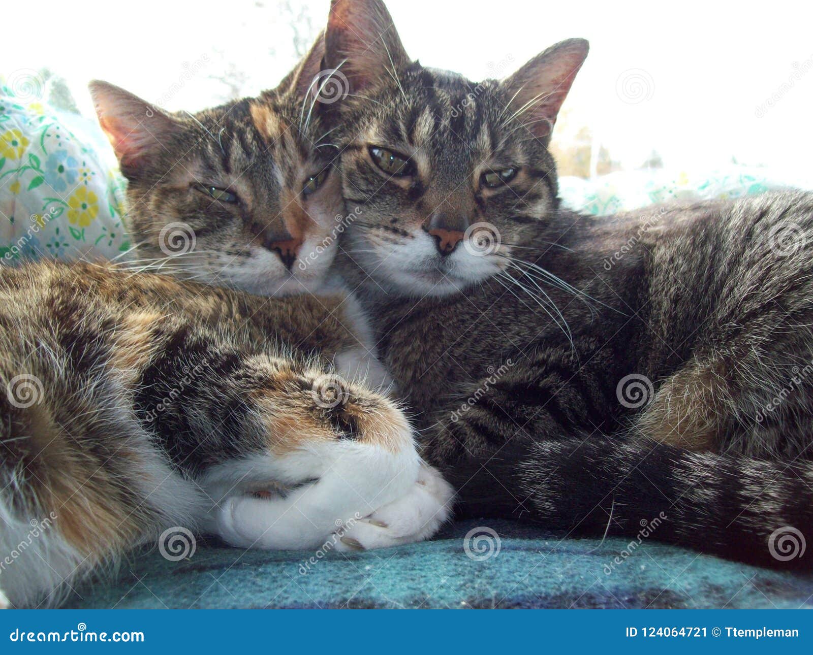Gatos Contentos En Sunny Window Imagen de archivo - Imagen de tigre ...