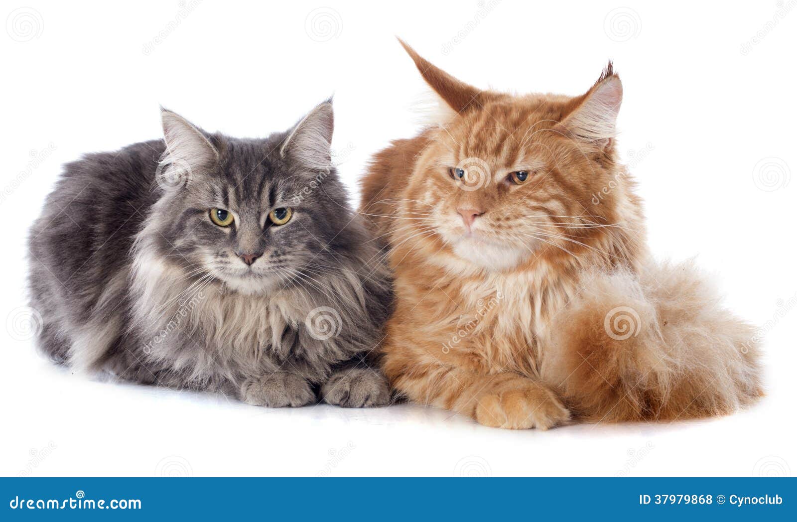 Gatos de mapache de Maine foto de archivo. Imagen de hembra - 37979868