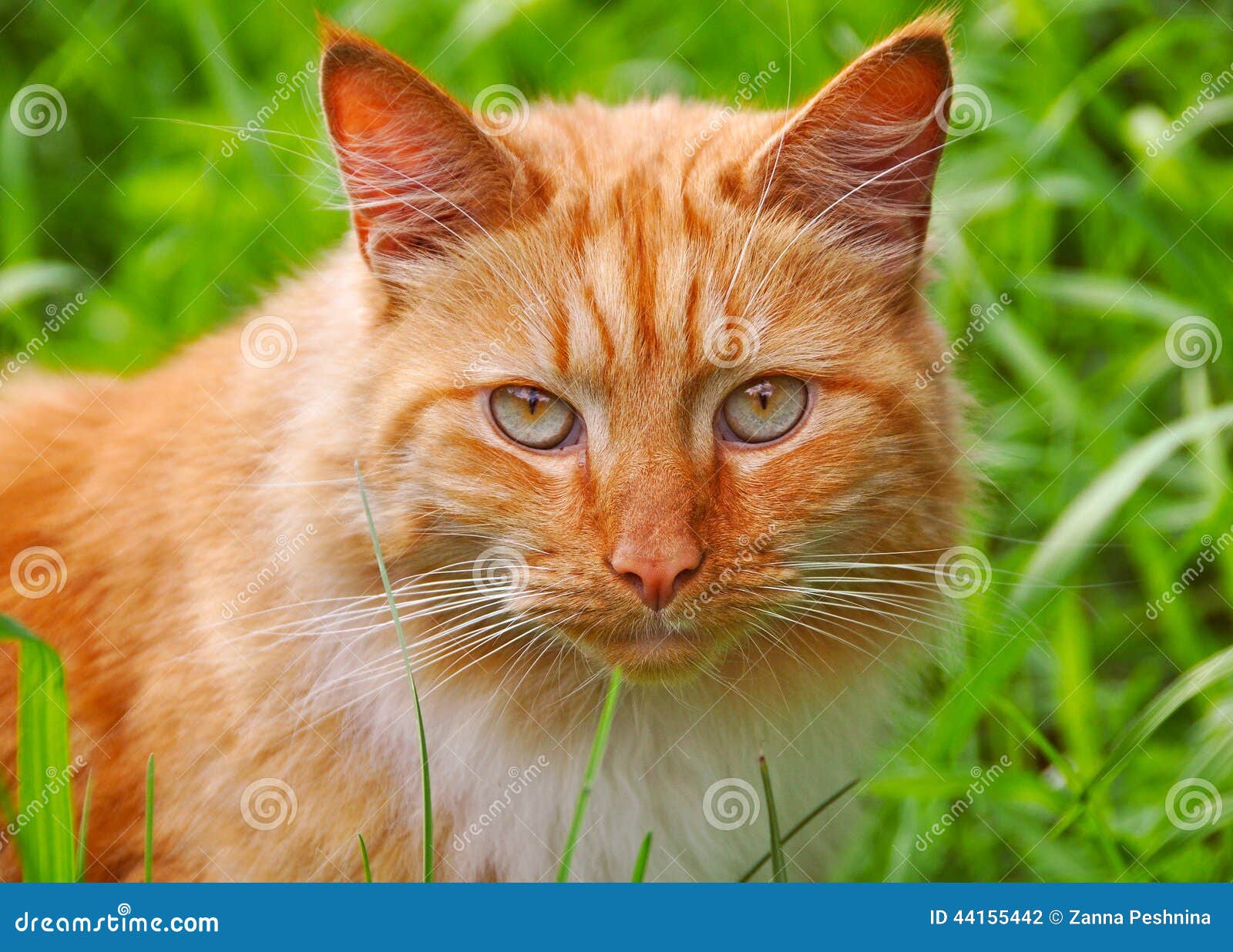 Gatos del color rojo foto de archivo. Imagen de nariz - 44155442
