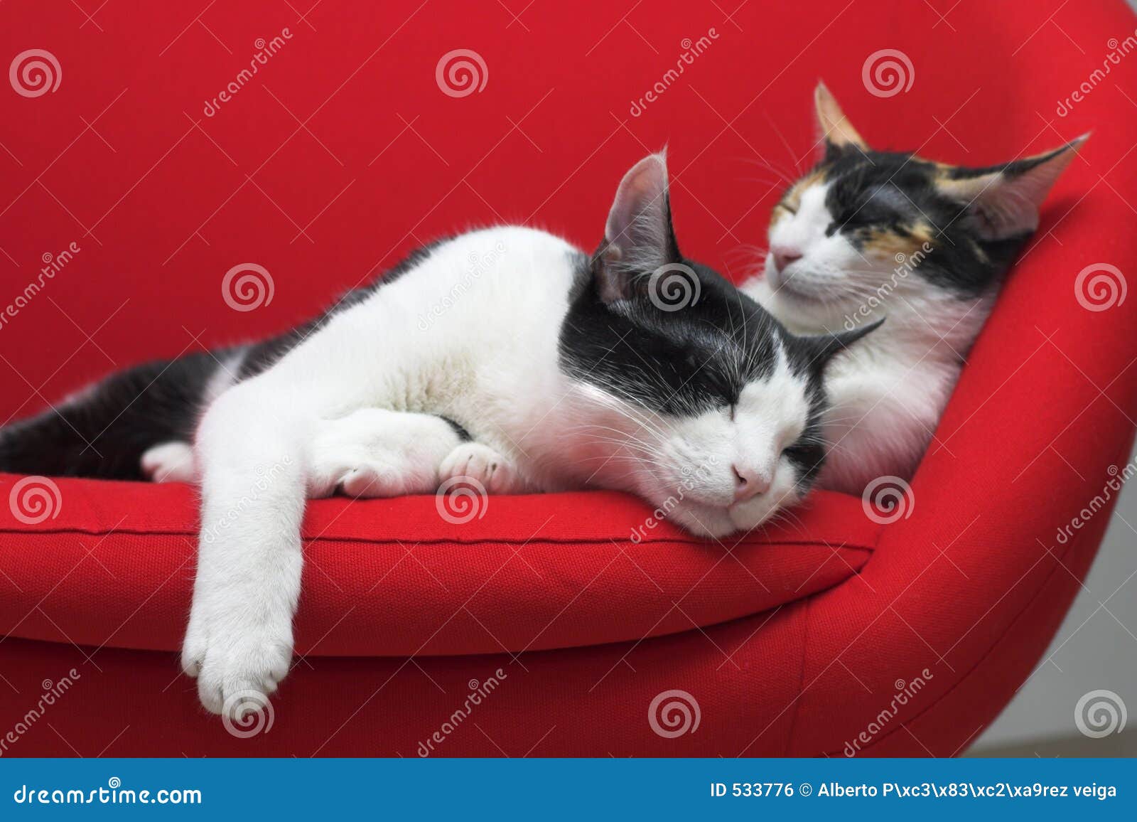 Gatos do sono foto de stock. Imagem de casa, estudante - 533776