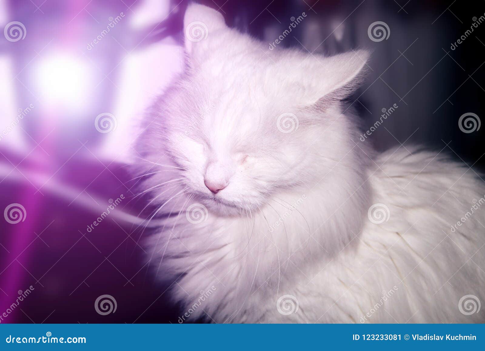 Gatos e luz imagem de stock. Imagem de feriado, brilho - 123233081
