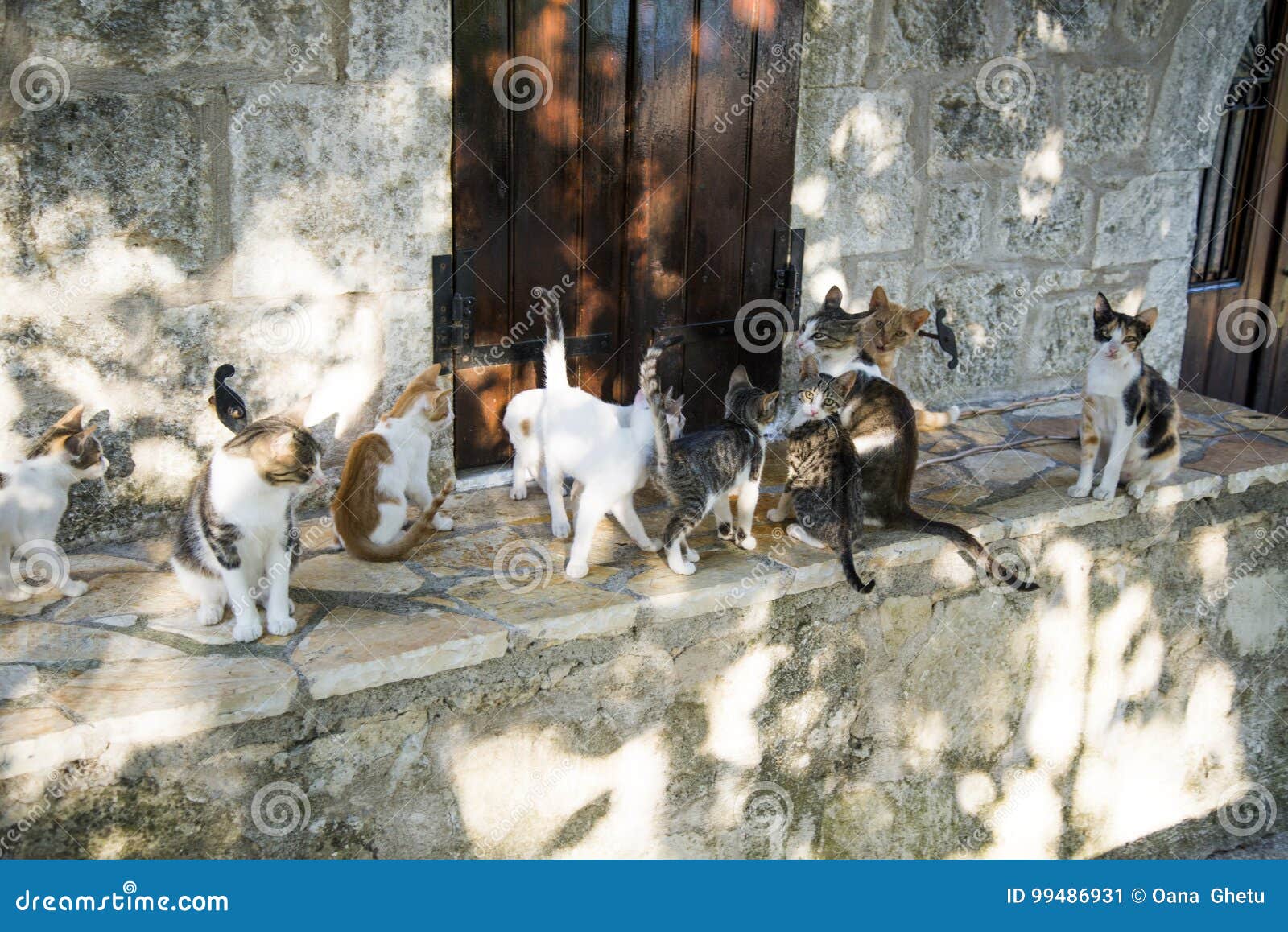 Gatos Gregos Da Ilha De Lefkada Imagem de Stock - Imagem de grécia ...