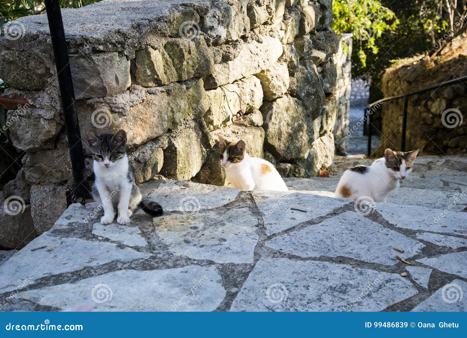 Gatos Griegos De La Isla De Lefkada Imagen de archivo - Imagen de ...