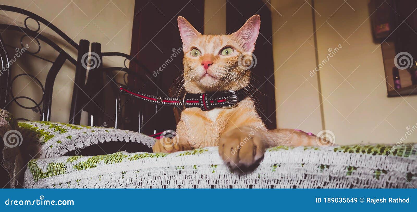 Gatos Reales De La Vida Real Imagen de archivo - Imagen de flor, vida ...