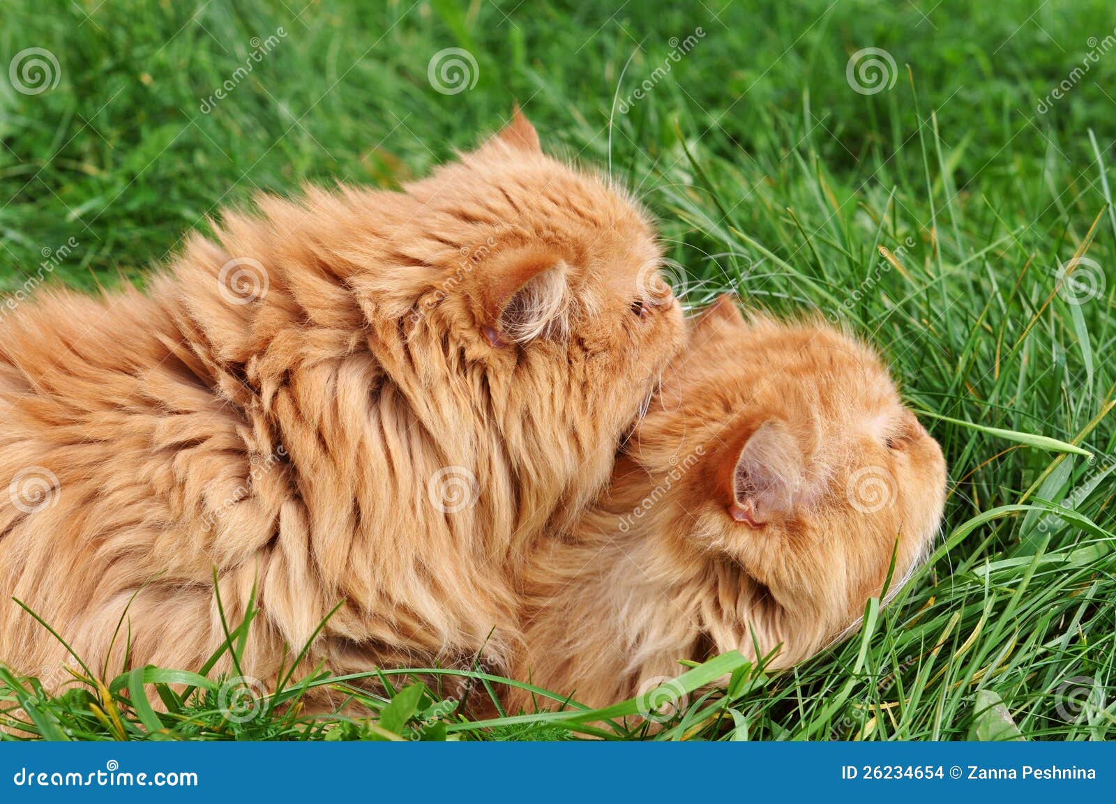 Gatos rojos foto de archivo. Imagen de familia, idéntico - 26234654