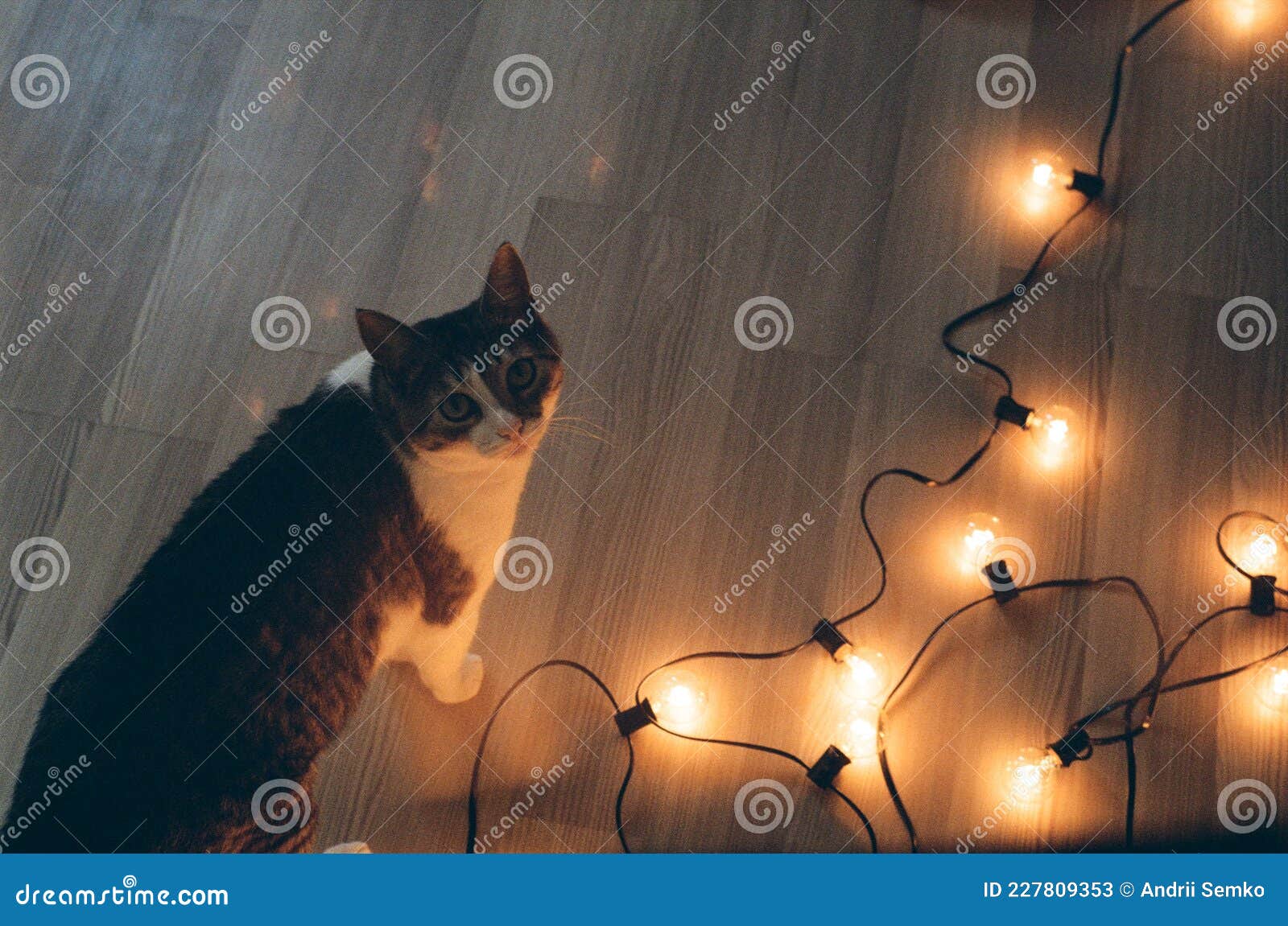 Gatos y luces imagen de archivo. Imagen de noche, negro - 227809353