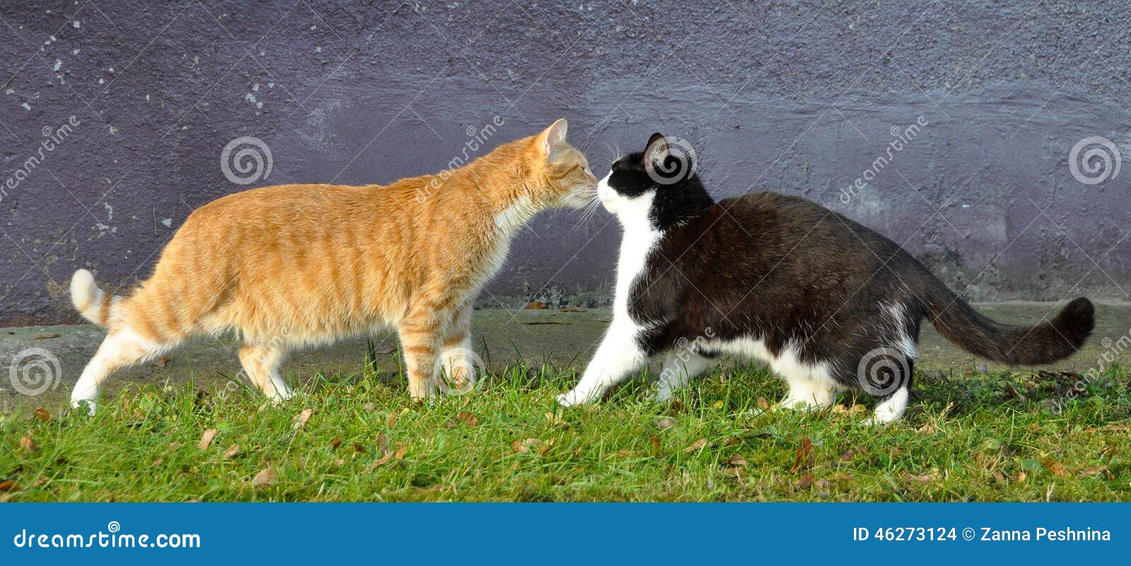 Gatti di bacio fotografia stock. Immagine di spuntare - 46273124