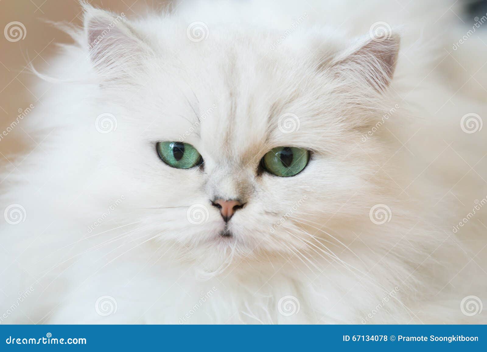 Gatti persiani bianchi fotografia stock. Immagine di gatto - 67134078