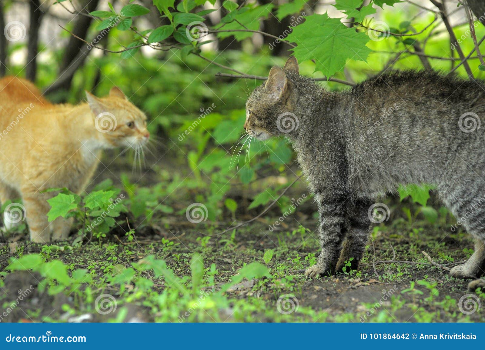 Gatti Rossi E Litigio a Strisce in Natura Fotografia Stock - Immagine ...
