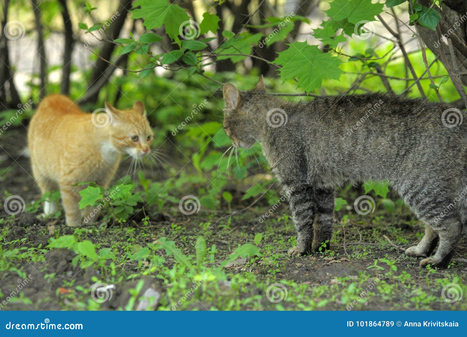 Gatti Rossi E Litigio a Strisce in Natura Immagine Stock - Immagine di ...