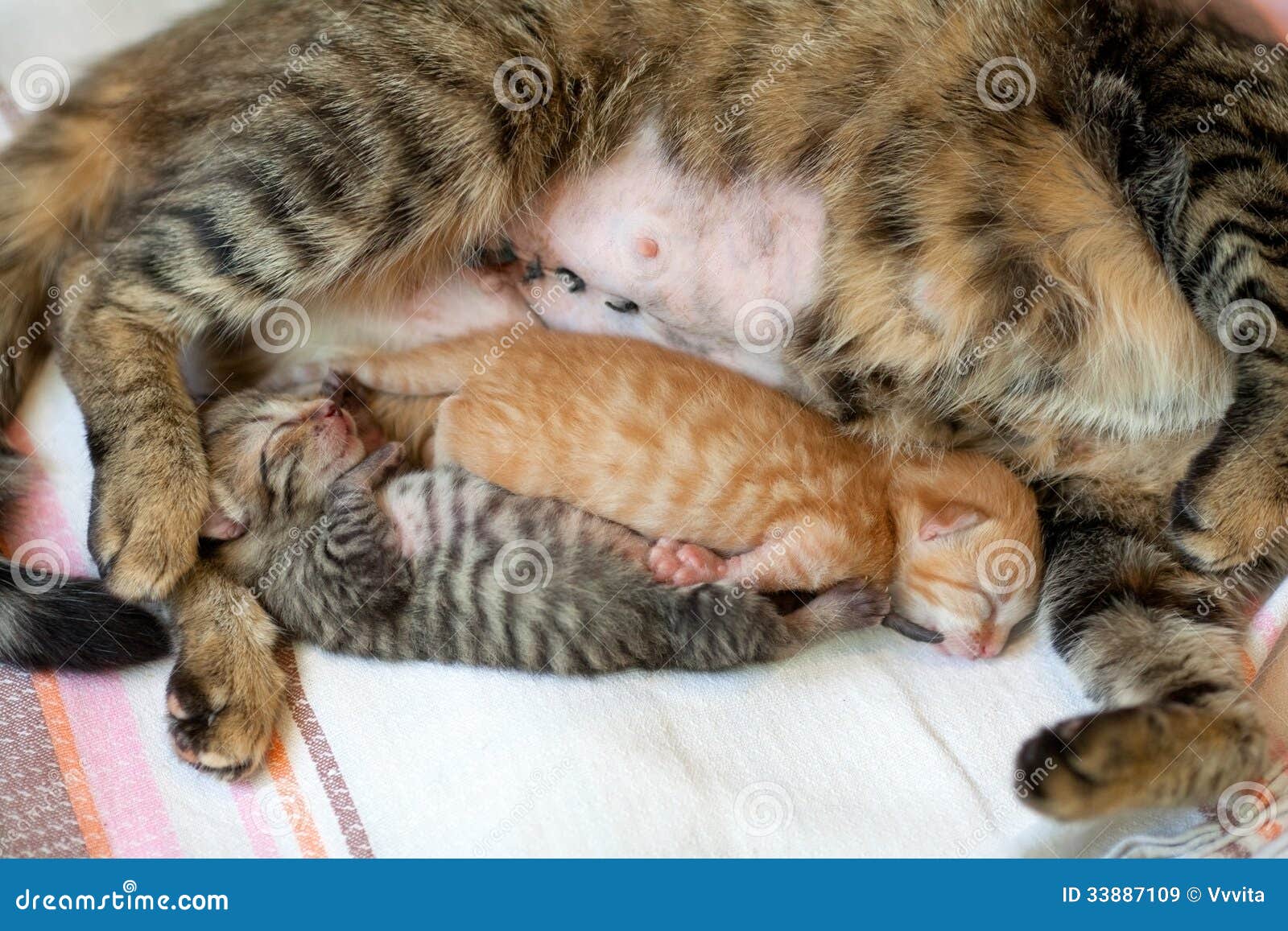 Gattini neonati immagine stock. Immagine di nazionale - 33887109