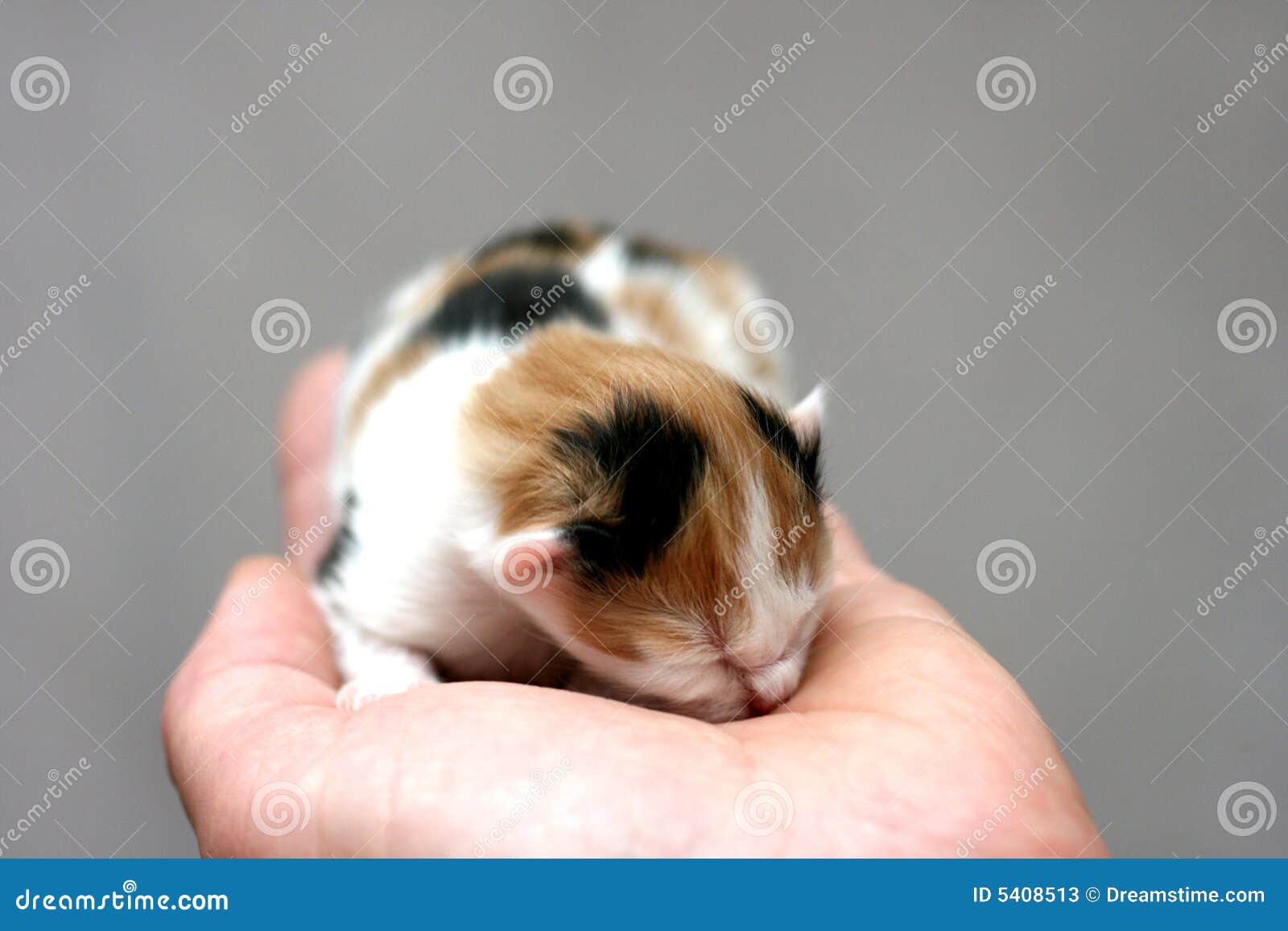 Gattino appena nato immagine stock. Immagine di vita, coda - 5408513