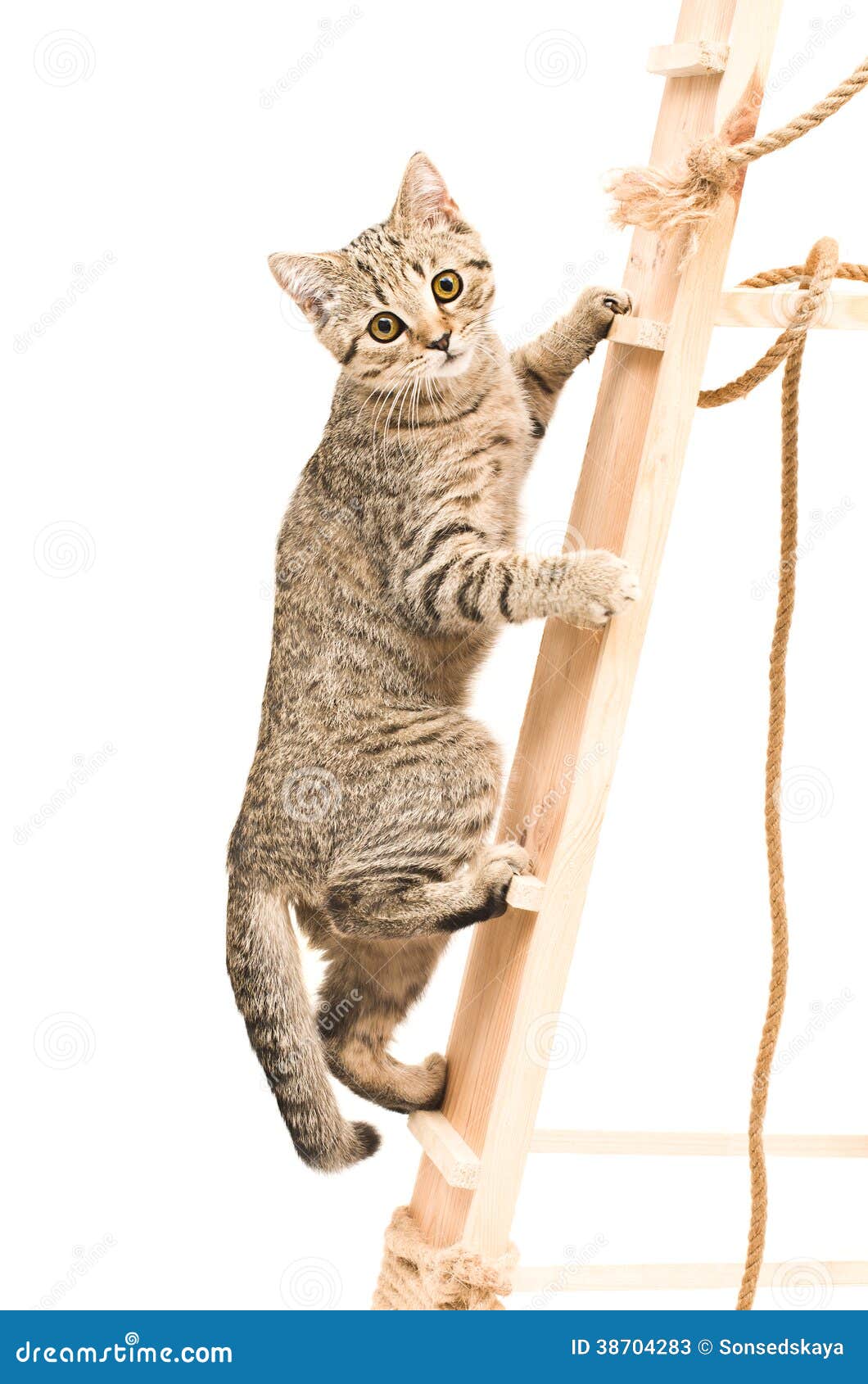 Gattino che scala le scale immagine stock. Immagine di britannico ...