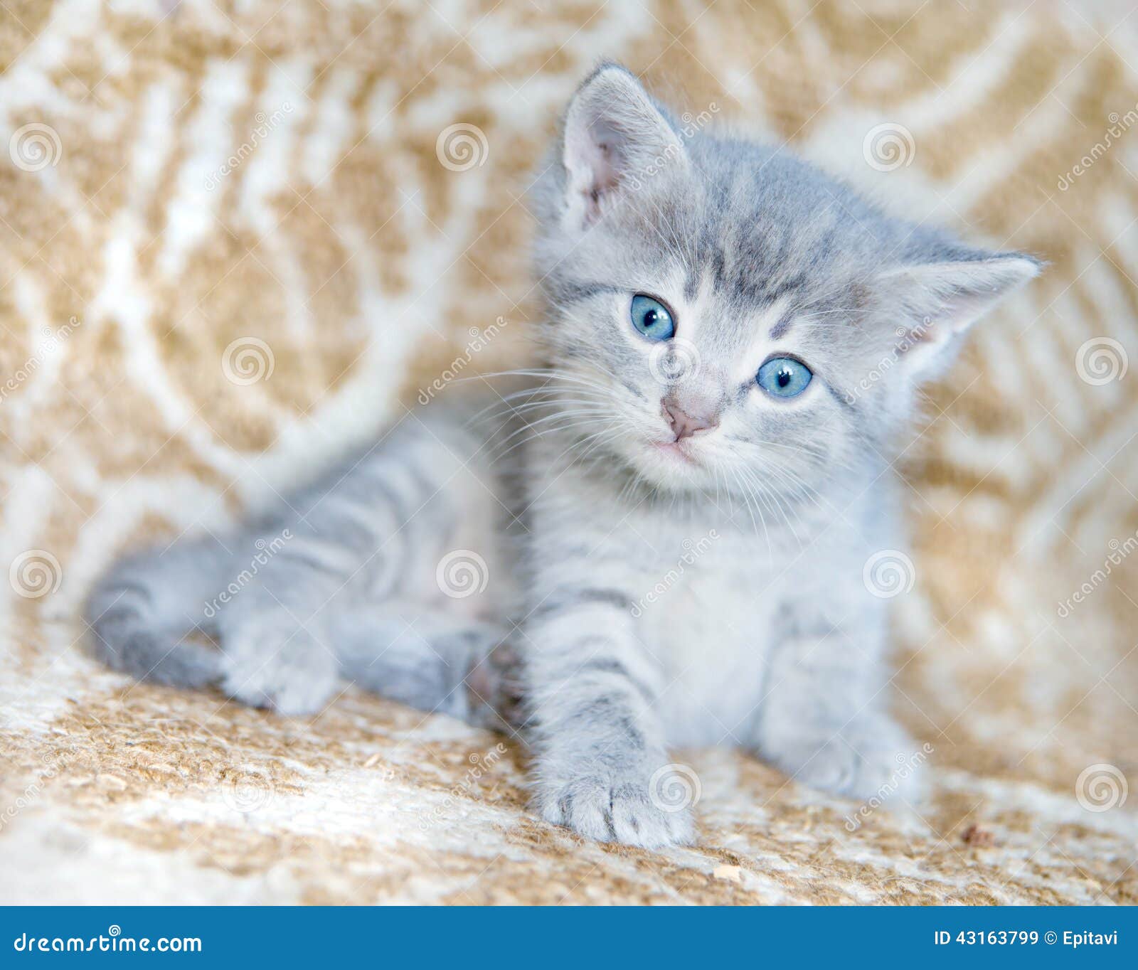 Gattino grigio immagine stock. Immagine di pelliccia - 43163799