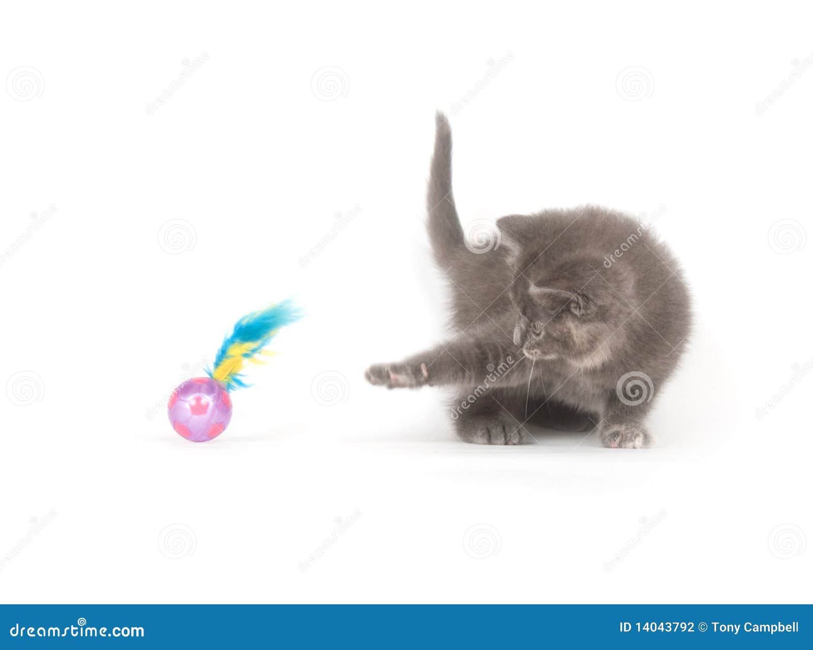 Gattino Grigio Che Gioca Con Il Giocattolo Fotografia Stock - Immagine ...