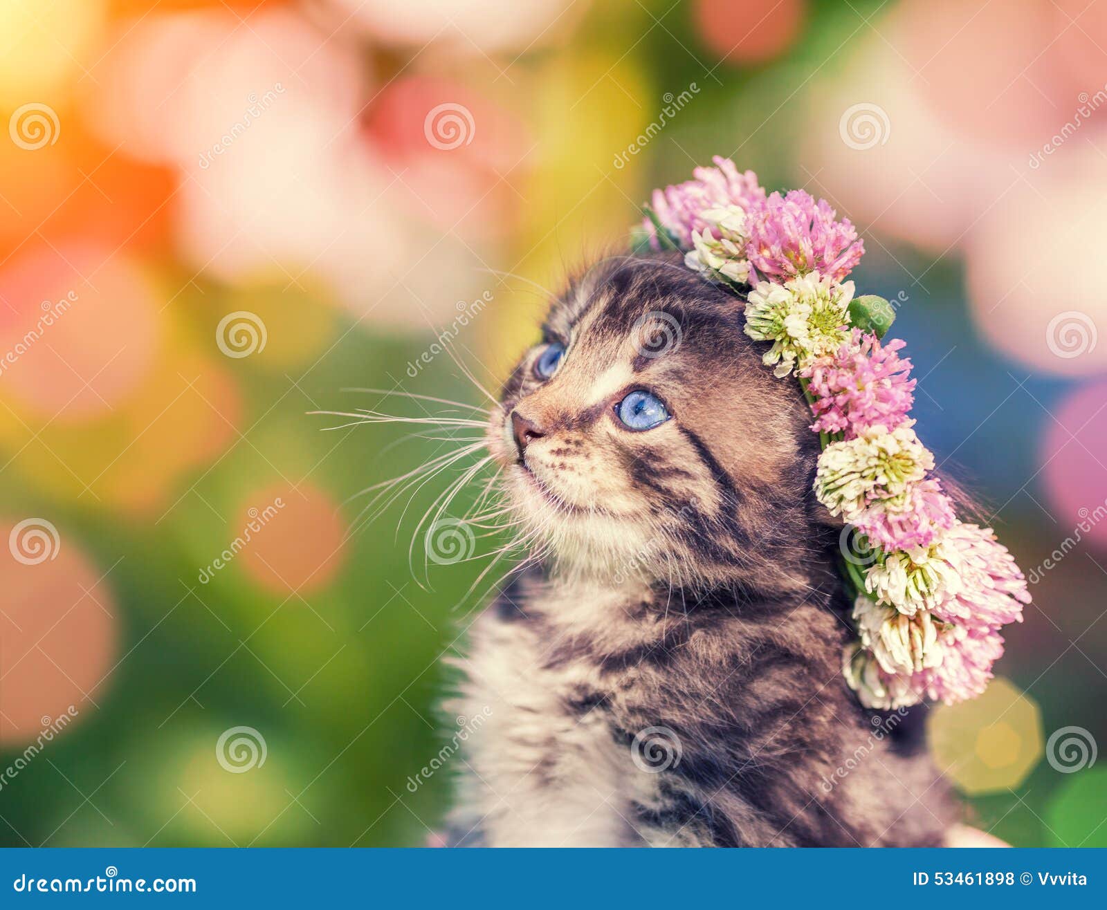 Gattino Incoronato Con Un Sopporto Per Anima Fotografia Stock ...