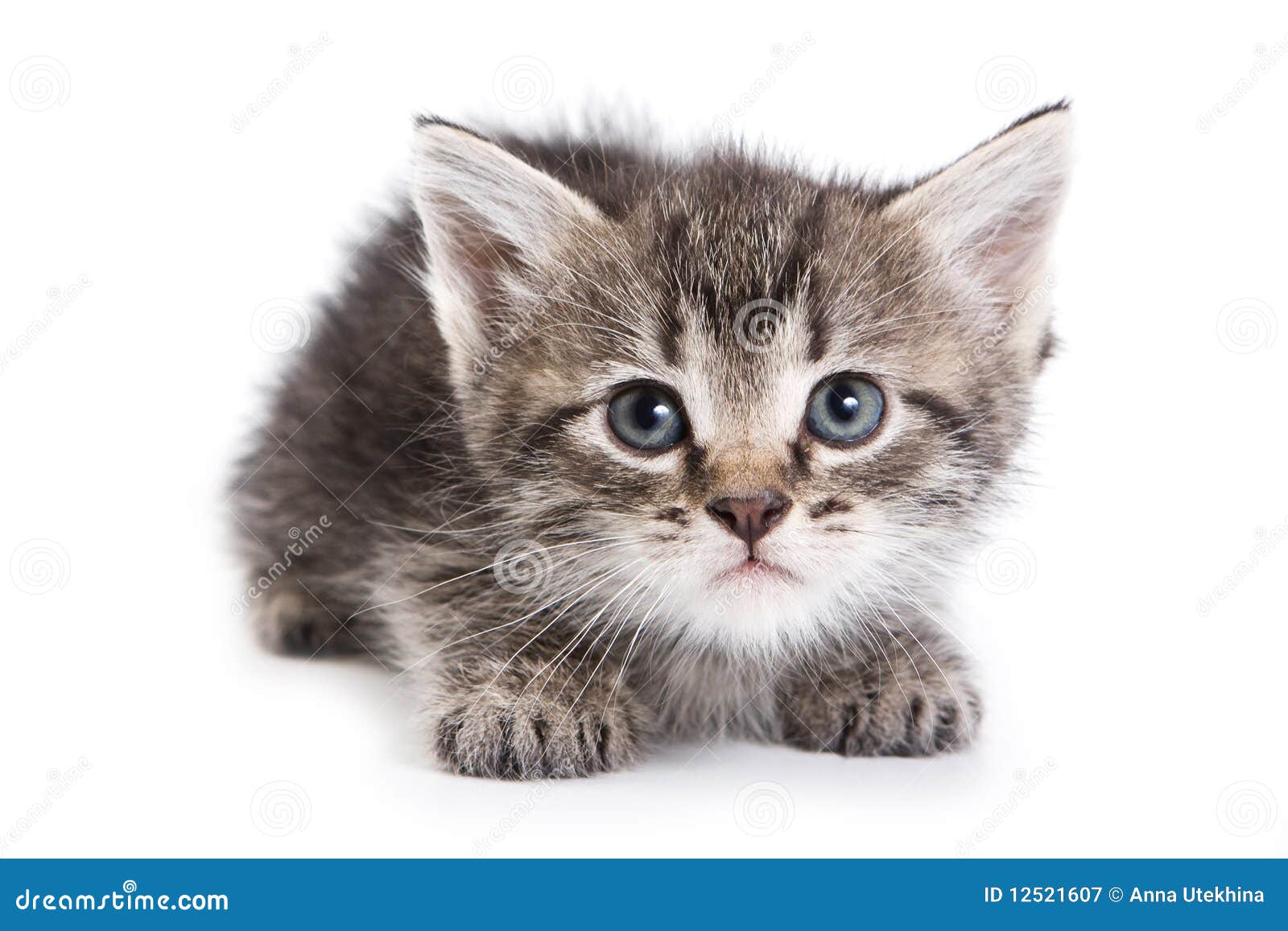 Gattino isolato su bianco immagine stock. Immagine di piccolo - 12521607