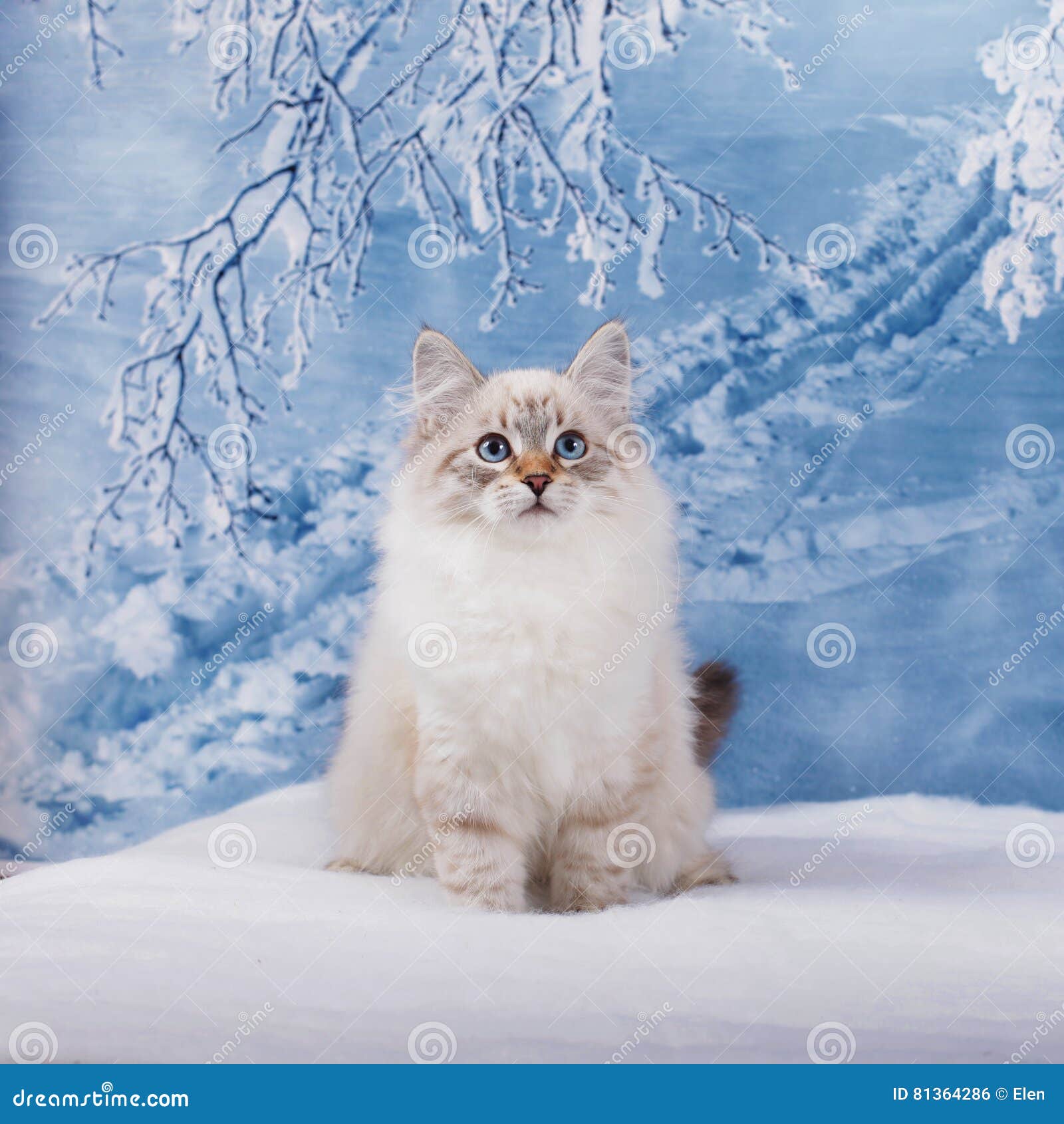 Gattino siberiano in neve fotografia stock. Immagine di felino - 81364286