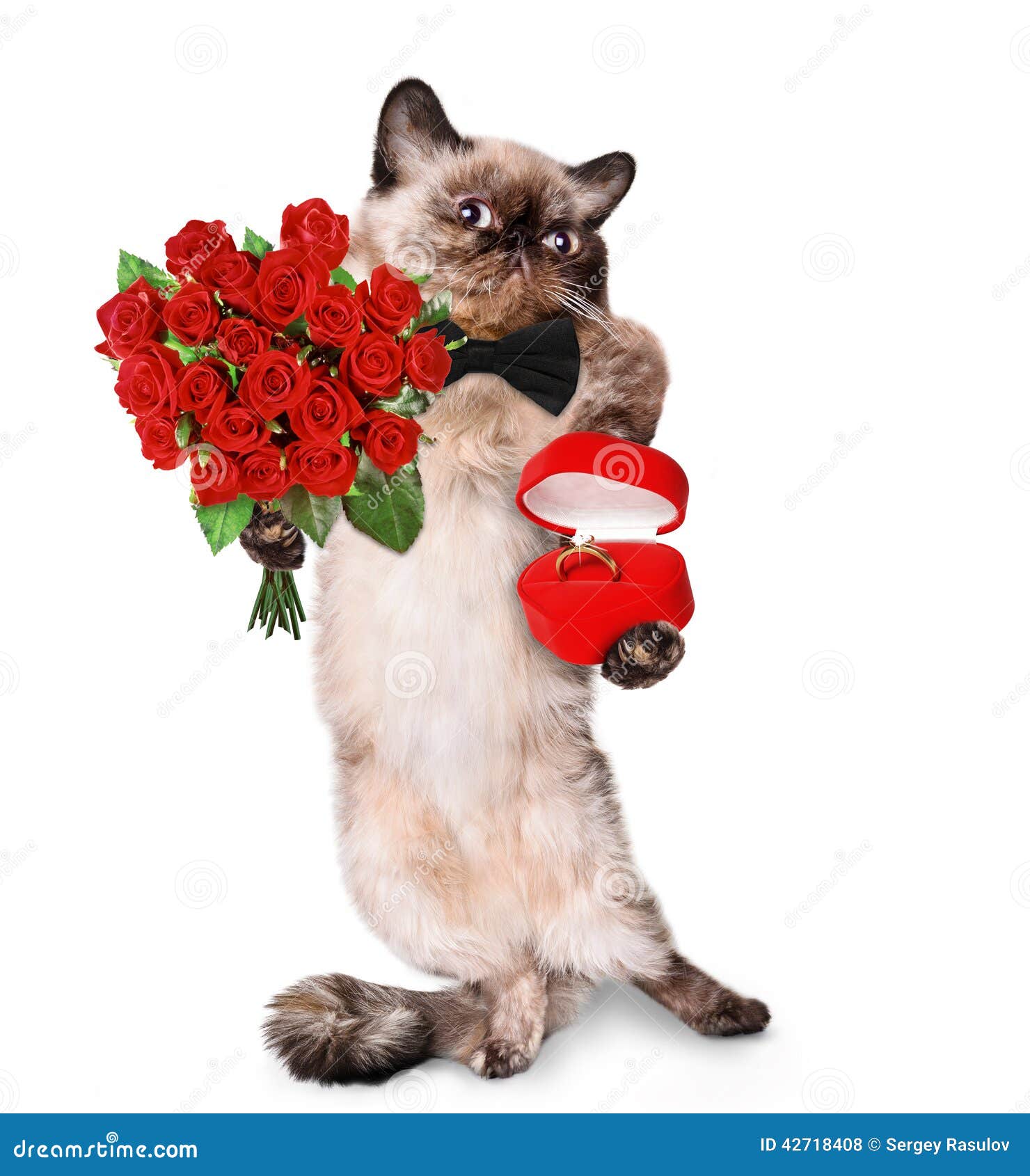 Gatto amoroso fotografia stock. Immagine di fiore, amore - 42718408