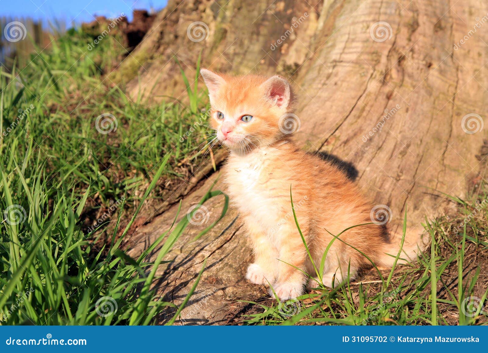 Gatto, Animale Domestico Domestico Fotografia Stock - Immagine di volpe ...