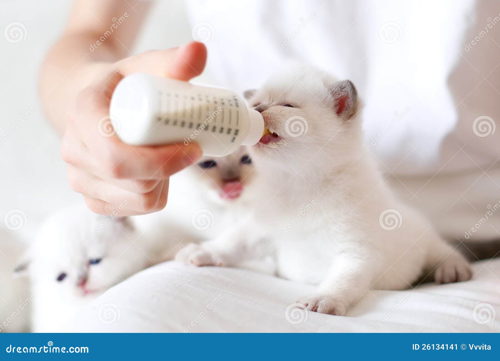 Gatto Bianco Piccolo D'alimentazione Immagine Stock - Immagine di ...