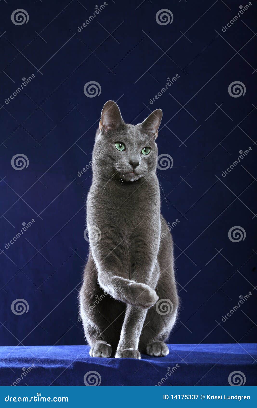 Gatto blu russo immagine stock. Immagine di razza, russo - 14175337