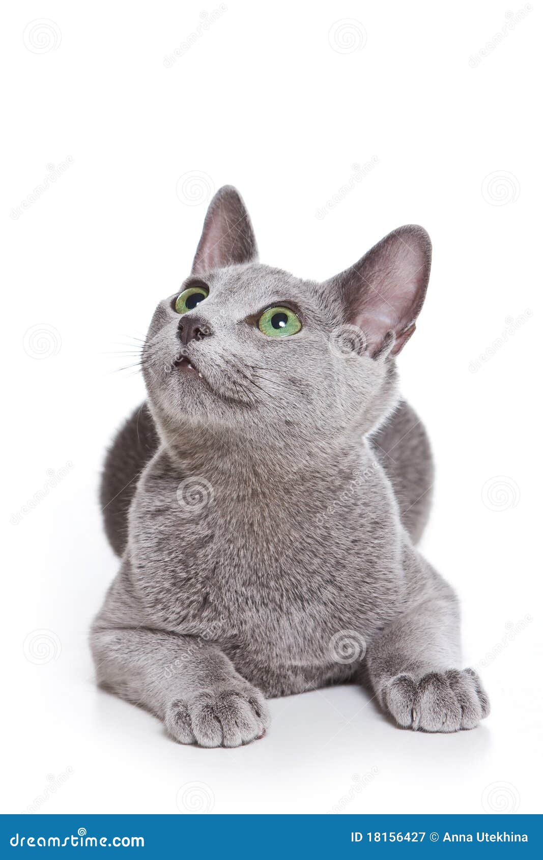 Gatto blu russo immagine stock. Immagine di felino, colpo - 18156427