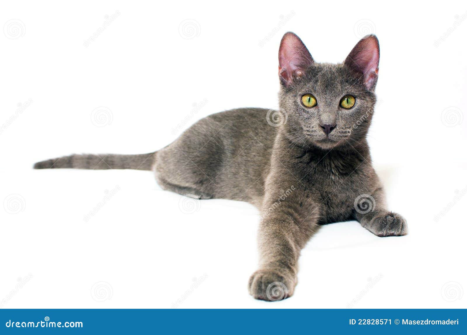 Gatto blu russo immagine stock. Immagine di seduta, occhi - 22828571