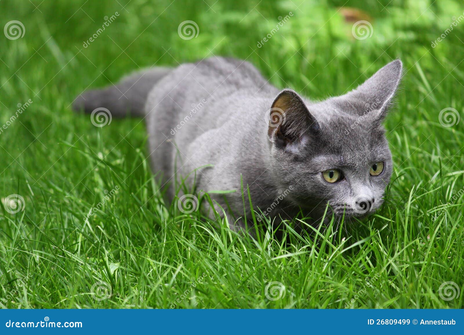 Gatto blu russo immagine stock. Immagine di caccia, prato - 26809499