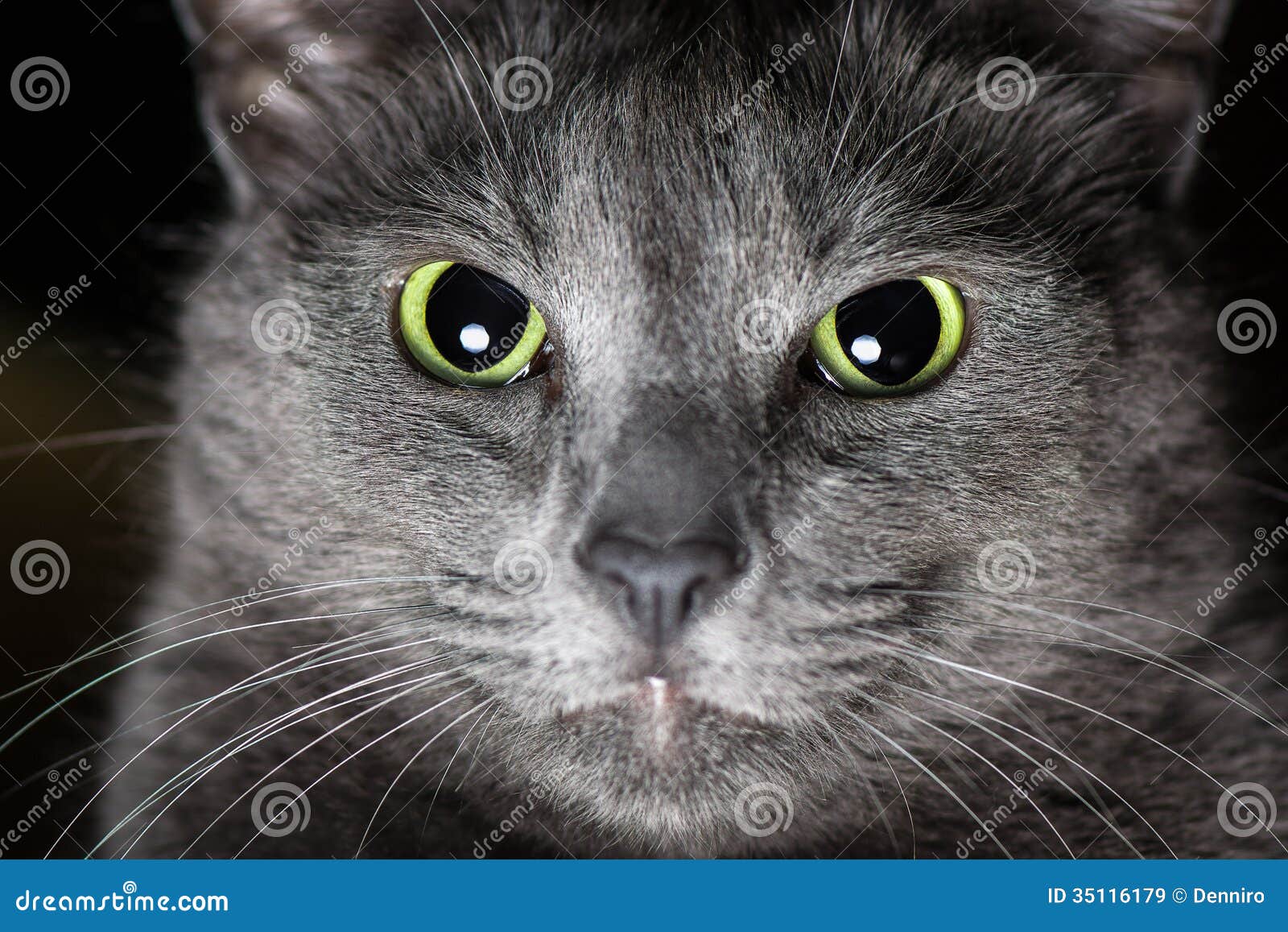 Gatto blu russo immagine stock. Immagine di gatto, modello - 35116179