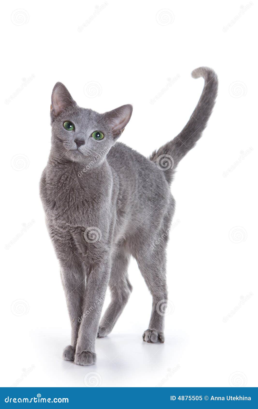 Gatto blu russo immagine stock. Immagine di mammifero - 4875505