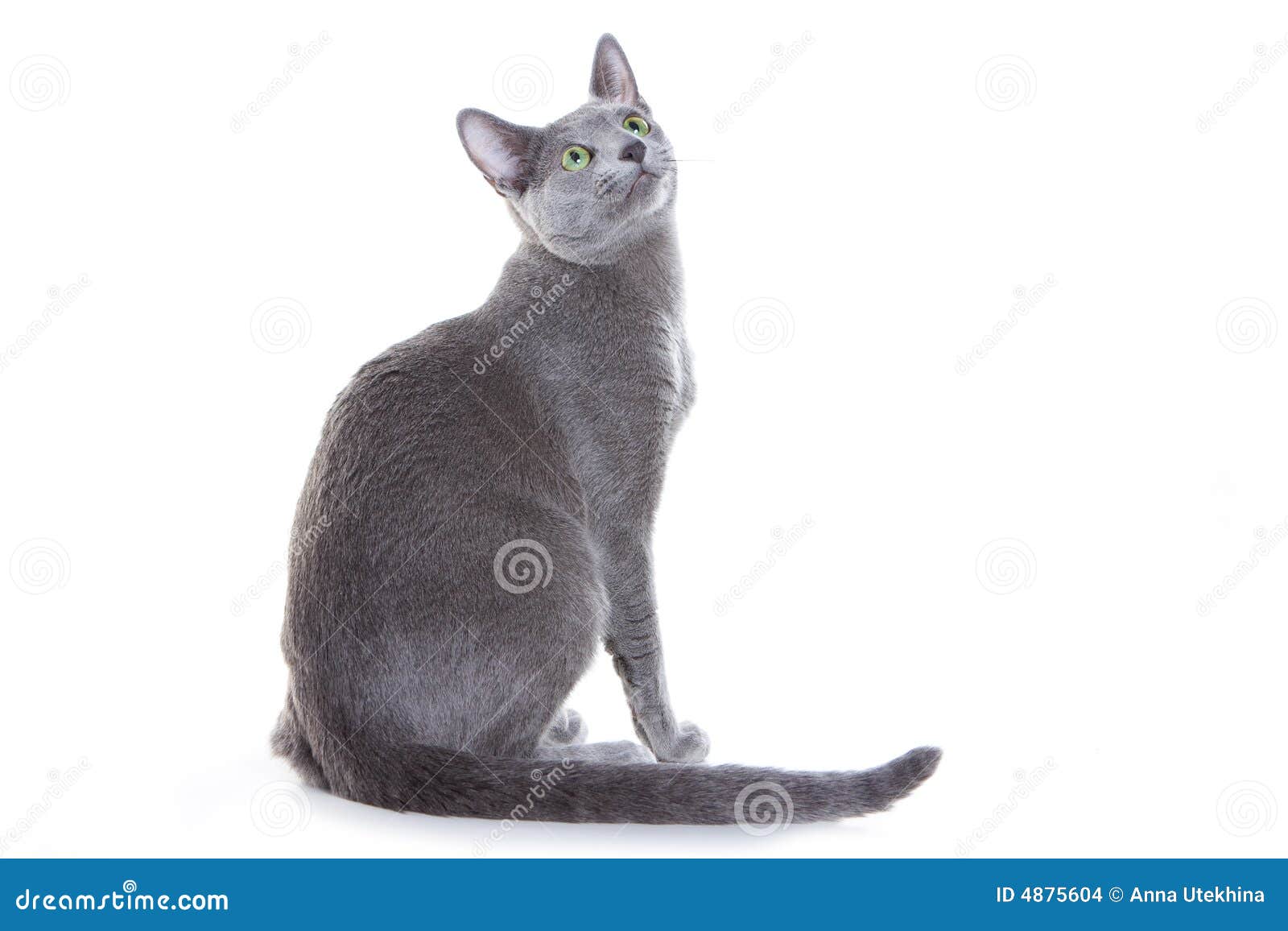 Gatto blu russo fotografia stock. Immagine di felino, mammifero - 4875604