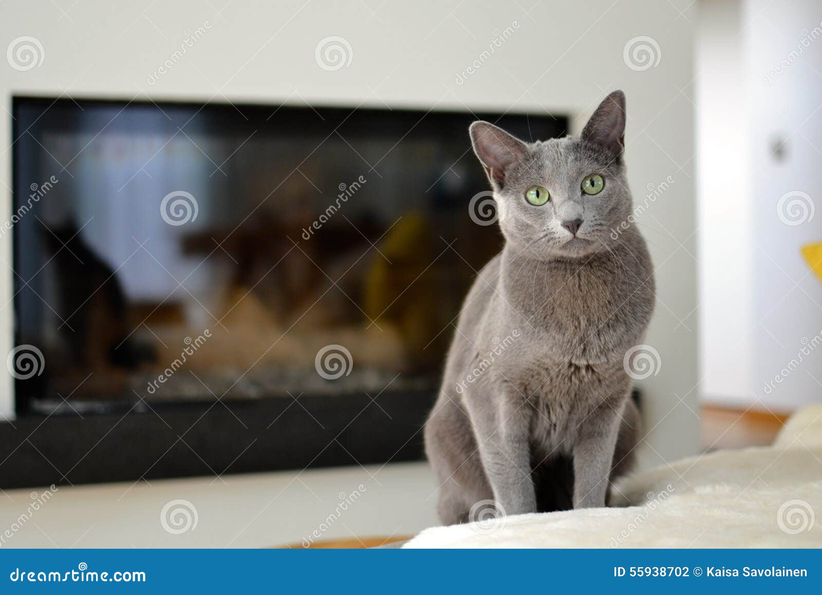 Gatto blu russo fotografia stock. Immagine di bianco - 55938702