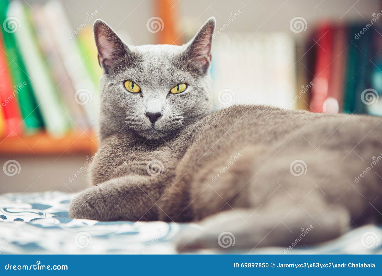 Gatto blu russo fotografia stock. Immagine di rilassamento - 69897850