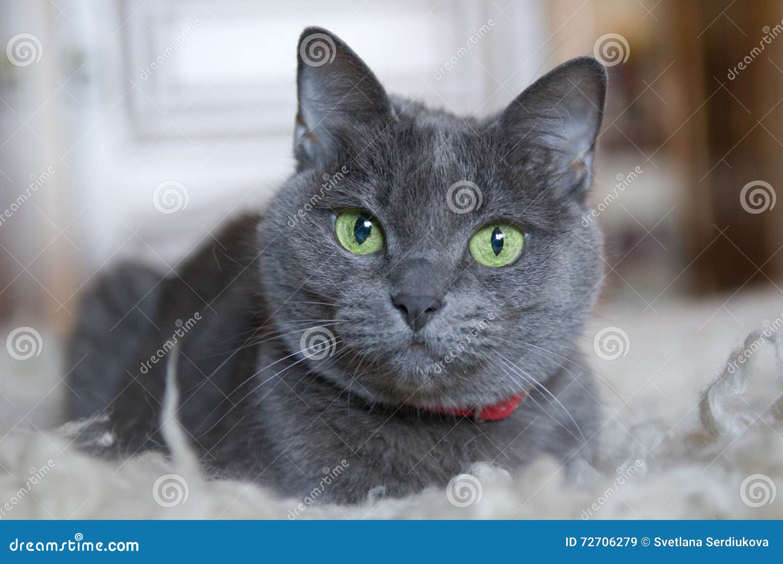 Gatto blu russo immagine stock. Immagine di chiusura - 72706279