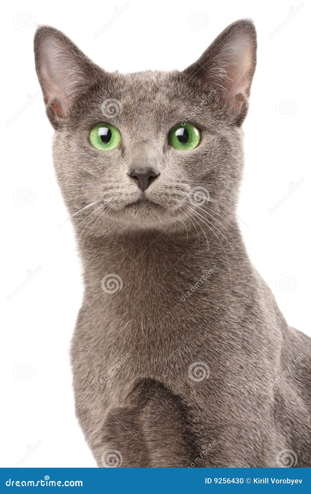 Gatto blu russo fotografia stock. Immagine di ritratto - 9256430