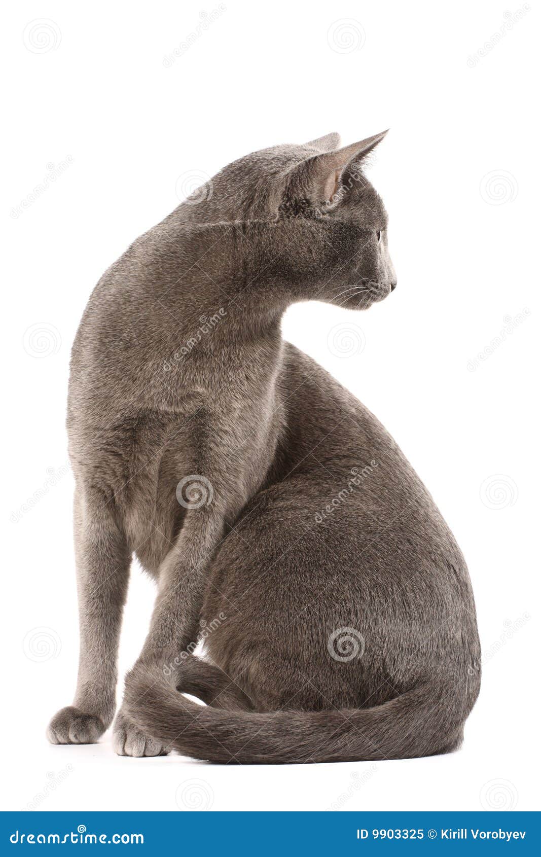 Gatto blu russo immagine stock. Immagine di pedigree, espressione - 9903325