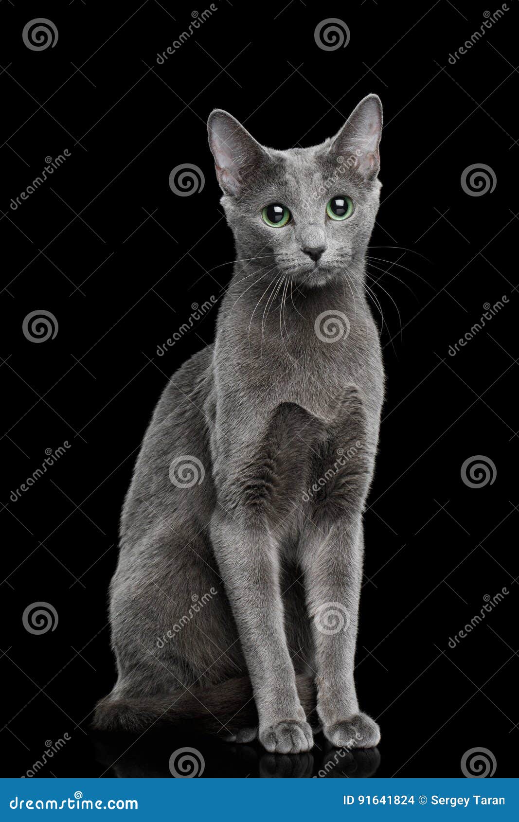 Gatto Blu Russo Su Fondo Nero Fotografia Stock - Immagine di scuro ...