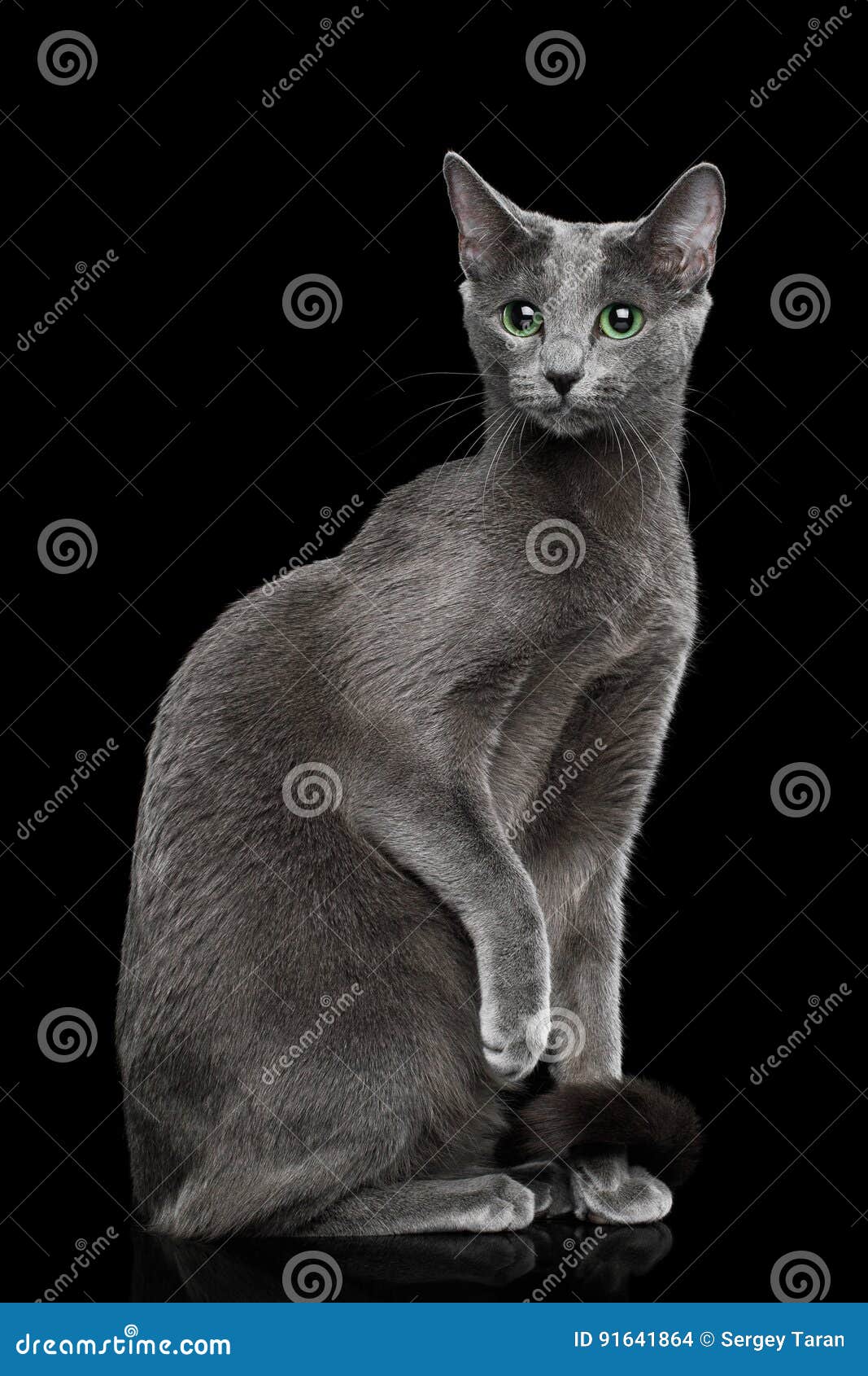 Gatto Blu Russo Su Fondo Nero Fotografia Stock - Immagine di adorabile ...