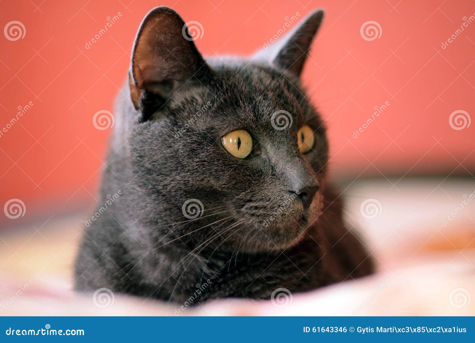 Gatto blu russo sul letto fotografia stock. Immagine di isolato - 61643346