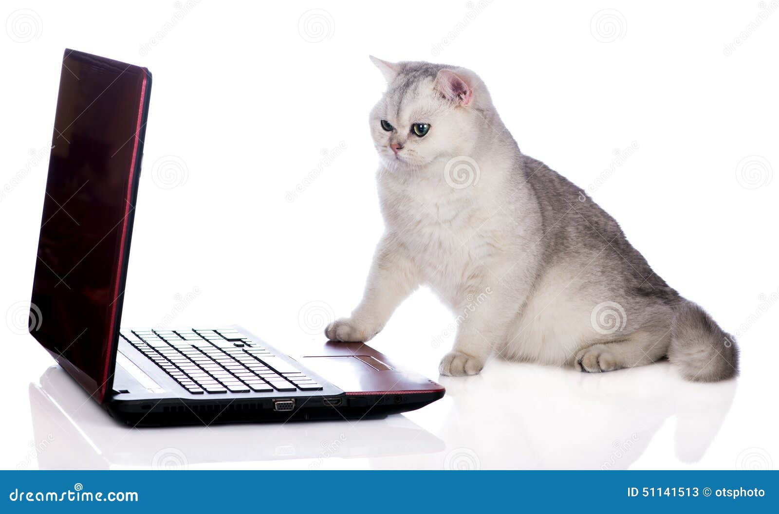 Gatto Britannico Dello Shorthair Su Un Computer Immagine Stock ...