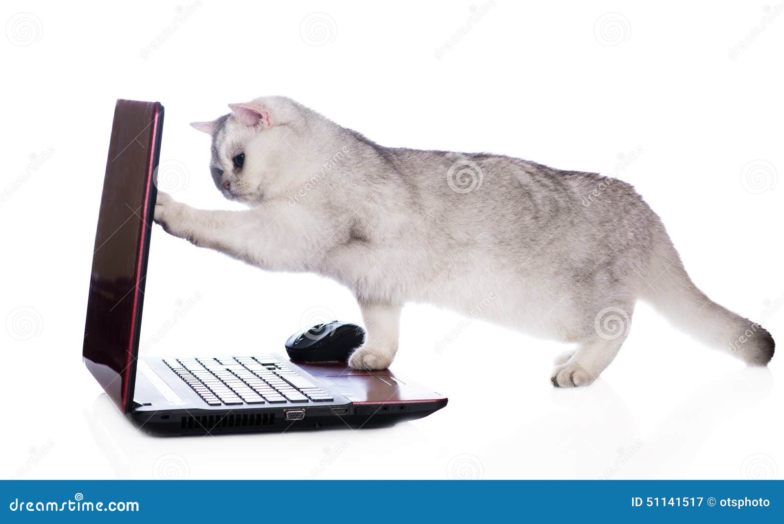 Gatto Britannico Dello Shorthair Su Un Computer Immagine Stock ...