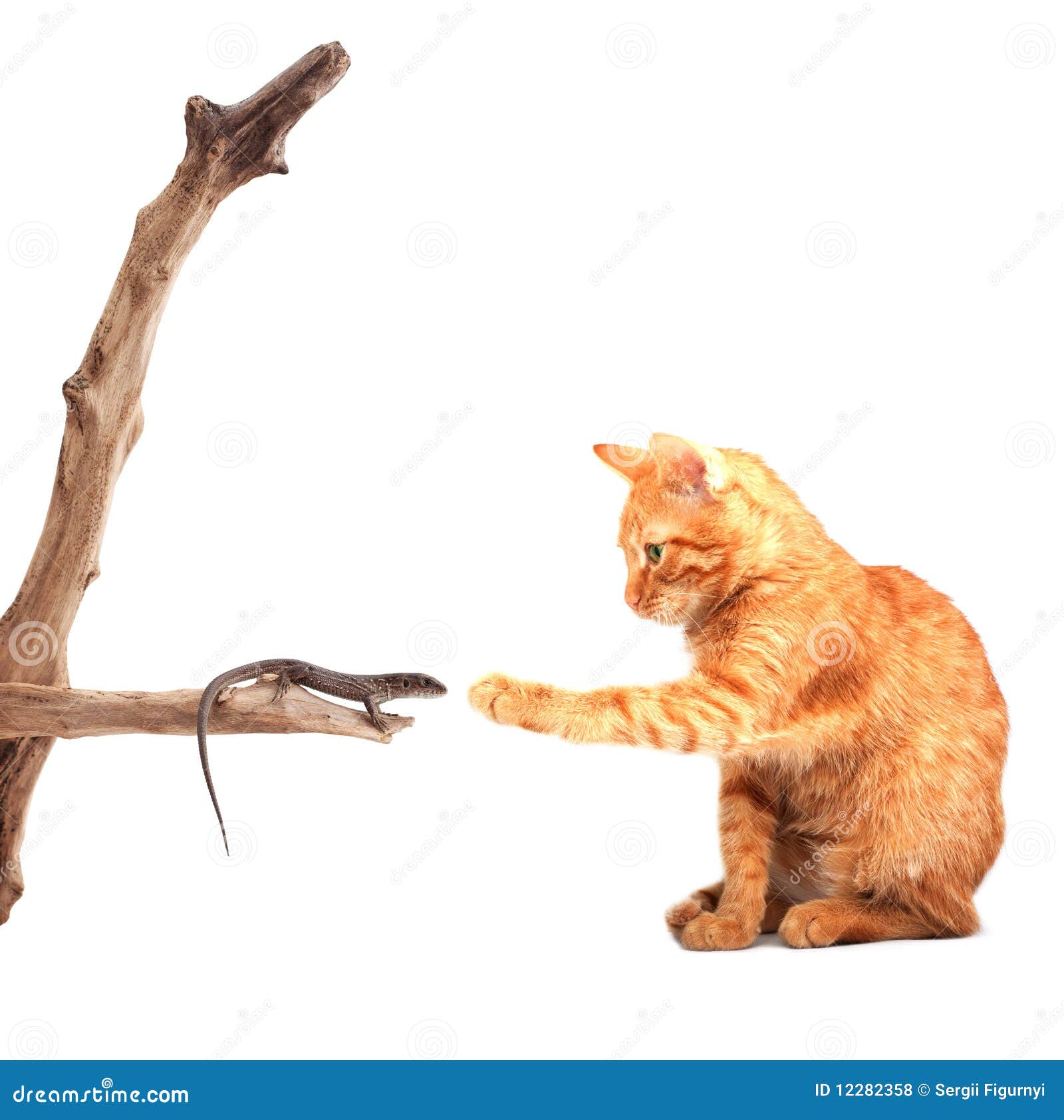 Gatto Che Gioca Con La Lucertola Fotografia Stock - Immagine di ...