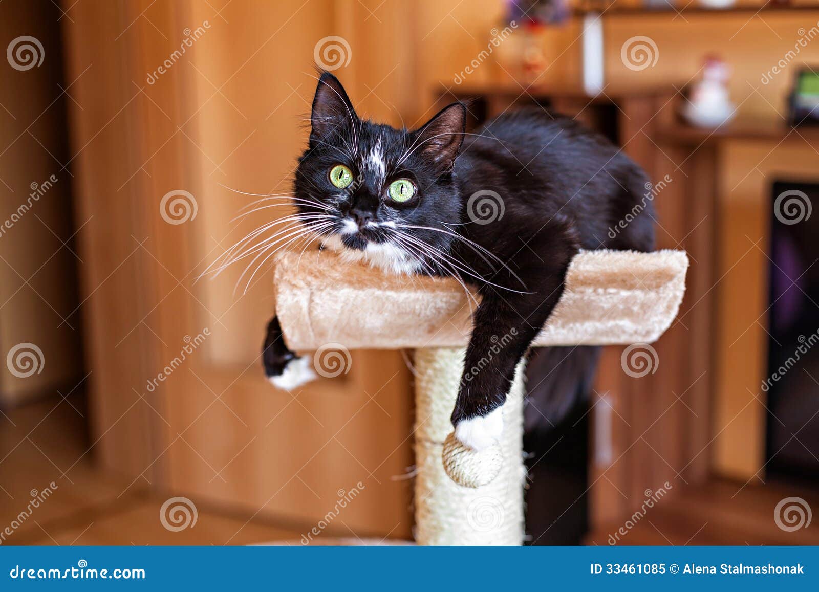 Gatto Che Mette Sulla Posta Di Scratch Immagine Stock - Immagine di ...