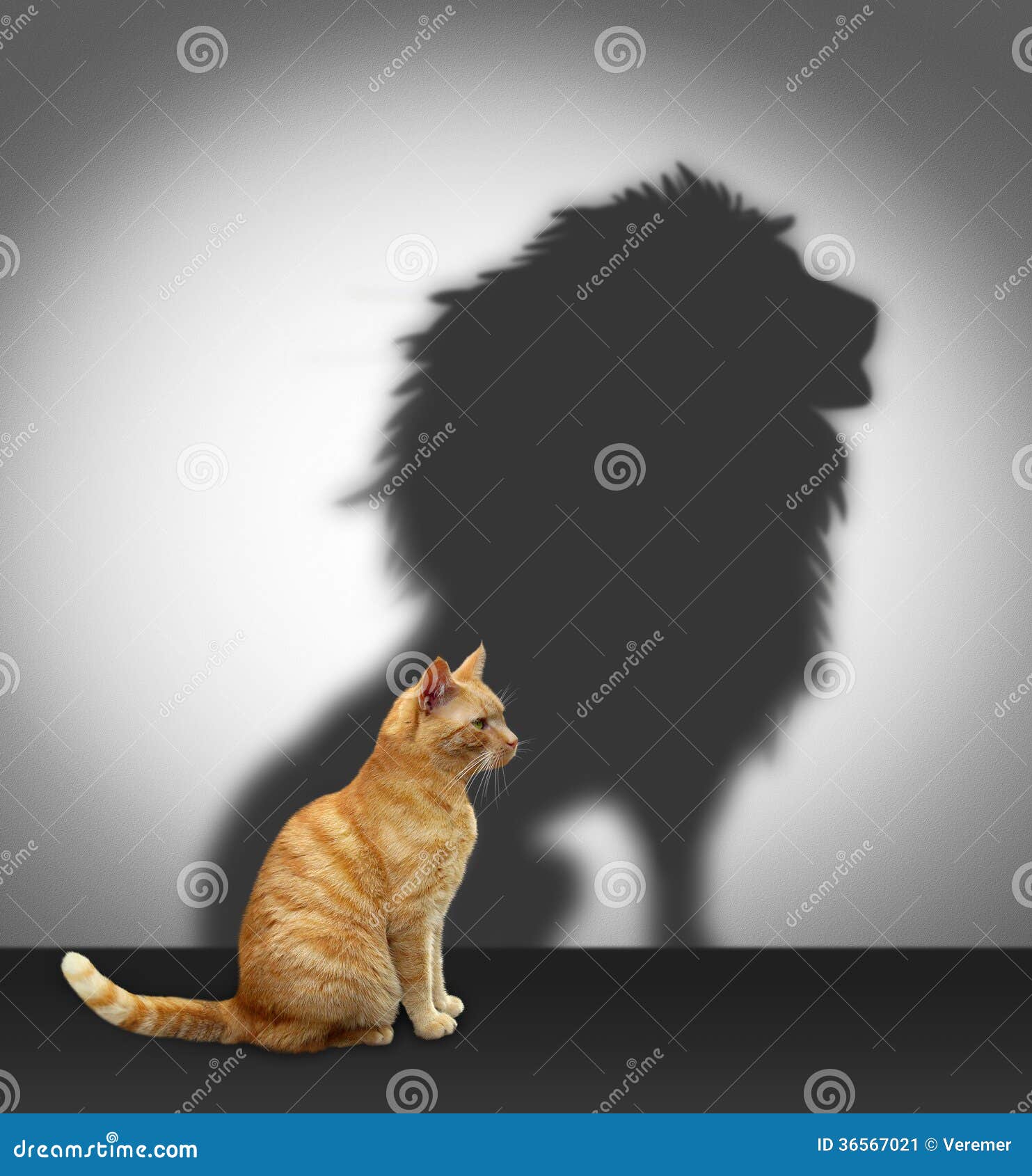 Gatto Con L'ombra Del Leone Immagine Stock - Immagine di maturo ...