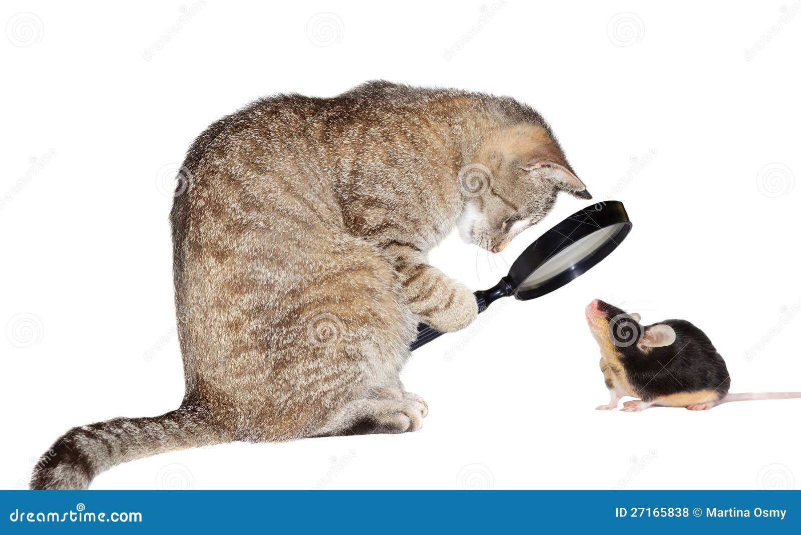 Gatto con miopia fotografia stock. Immagine di controlli - 27165838