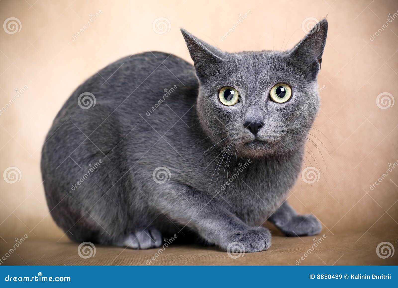 Gatto Dai Capelli Corti Britannico Immagine Stock - Immagine di gatto ...