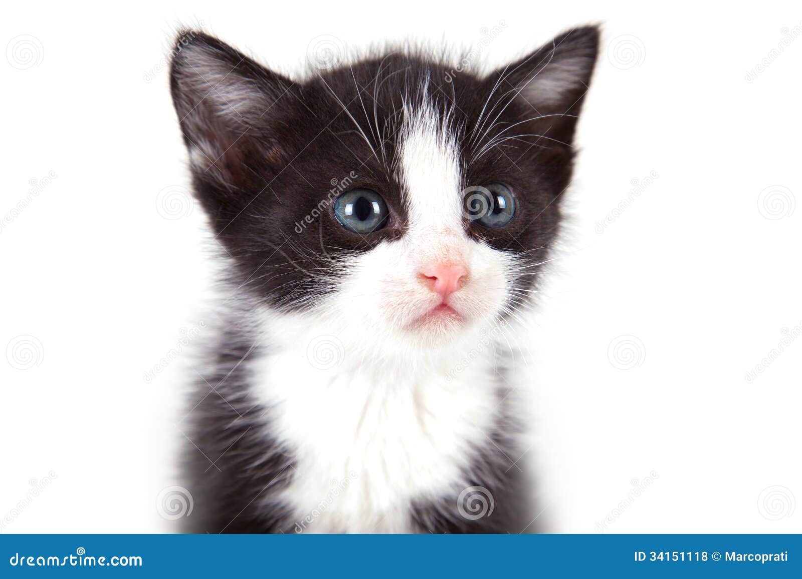 Gatto del cucciolo fotografia stock. Immagine di gattino - 34151118