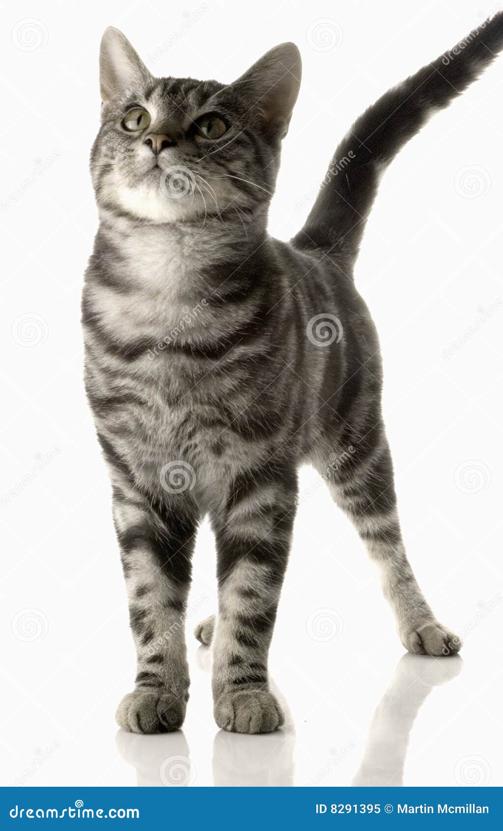 Gatto Dell'animale Domestico Immagine Stock - Immagine di luminoso ...